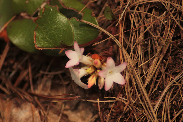 Trailing arbutus | Project Noah