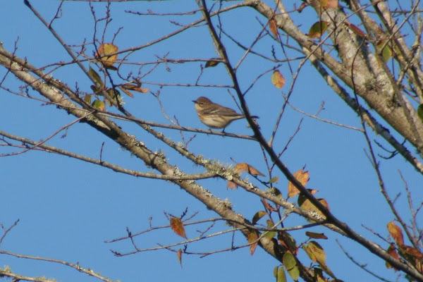 Yellow-rumped Warbler (Myrtle) | Project Noah