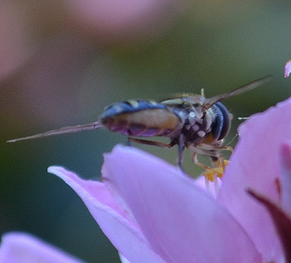 Hoverfly | Project Noah