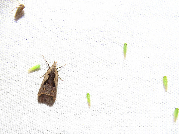 Bilobed Dichomeris | Project Noah