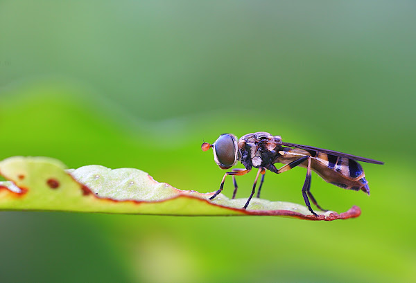 Hoverfly | Project Noah