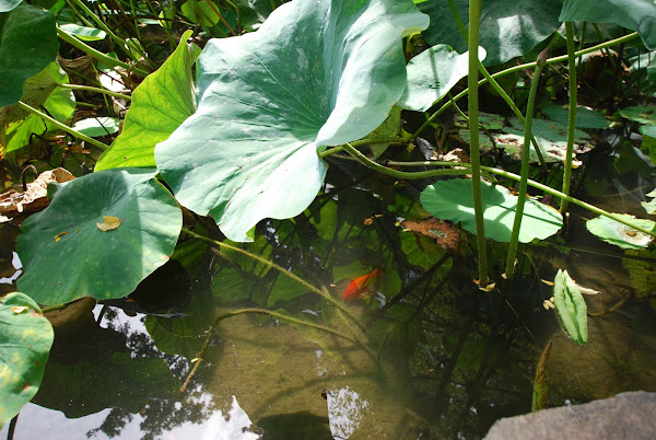 Goldfish? Koi? | Project Noah