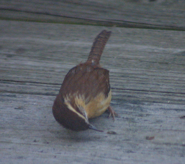 Carolina Wren | Project Noah