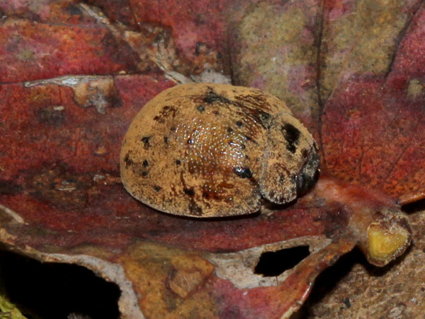 Gumnut leaf beetle | Project Noah