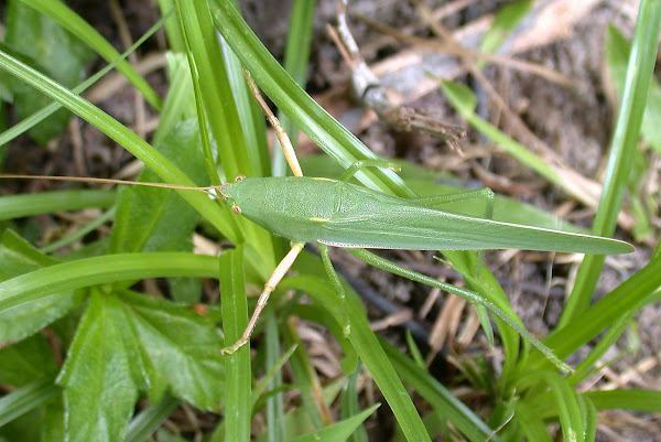 Yellow Fore-legged Katydid (male) | Project Noah