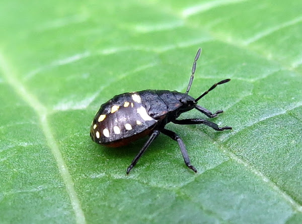Green shield bug | Project Noah