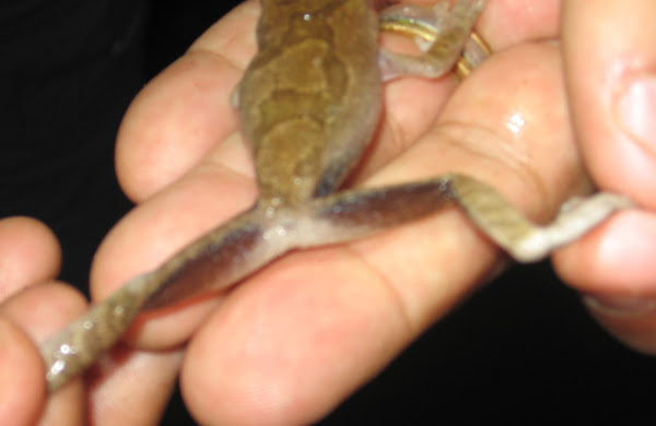 Drab Treefrog | Project Noah