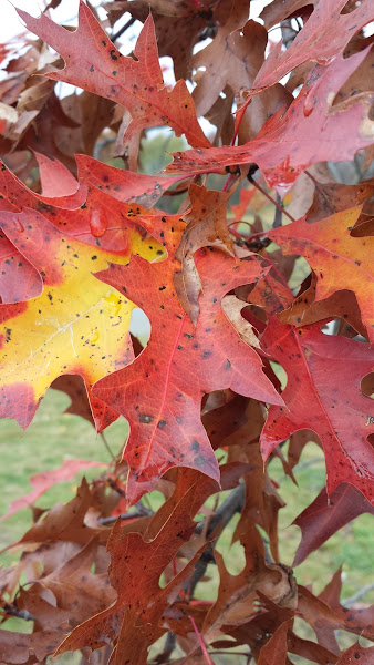 Red Oak | Project Noah