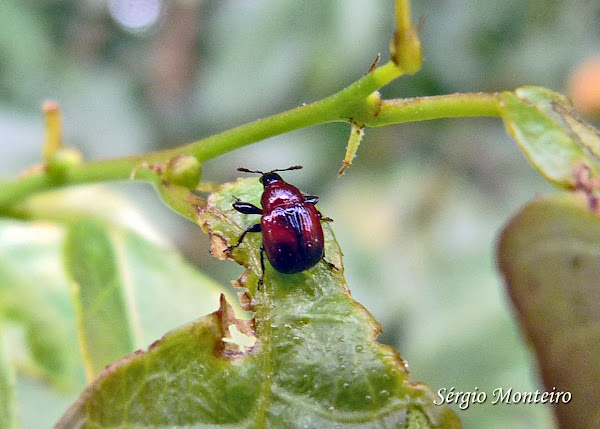 Leaf-rolling weevil | Project Noah