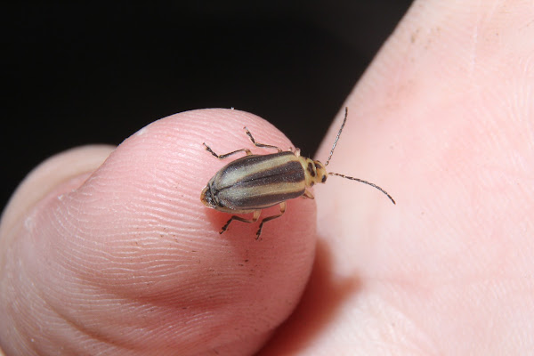 Skeletonizing Leaf Beetle | Project Noah