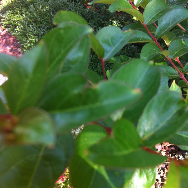 Craten myrtle | Project Noah