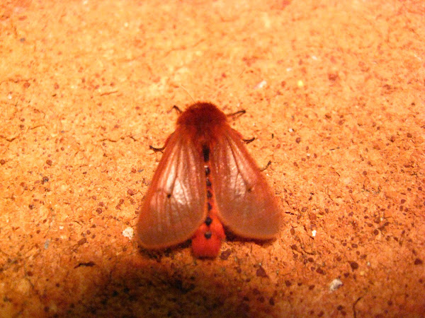 Ruby Tiger Moth | Project Noah