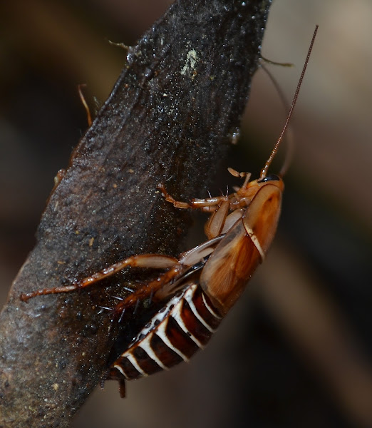 Cape Zebra Cockroach | Project Noah