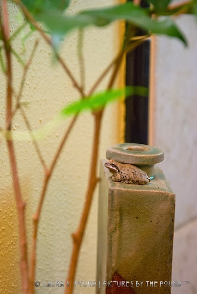 Pacific Chorus Frog or Sierran Treefrog | Project Noah