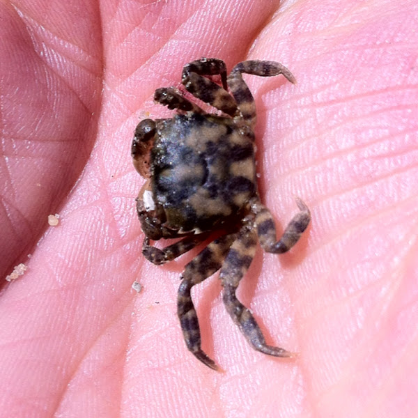 Asian shore crab | Project Noah