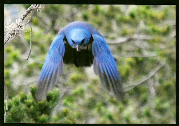 Mexican Jay | Project Noah
