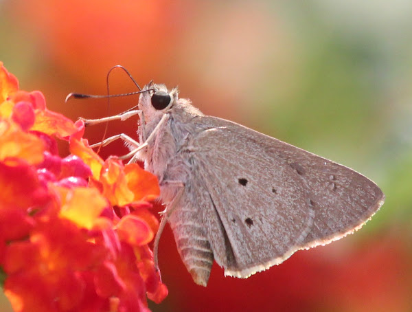 Skipper | Project Noah