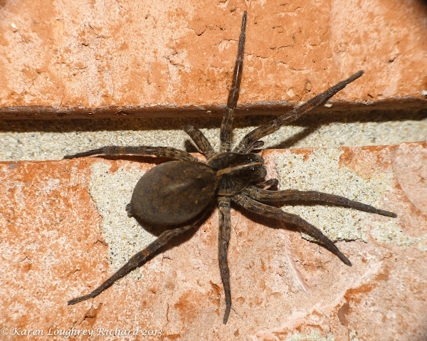 Carolina wolf spider | Project Noah