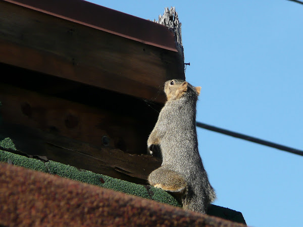 Fox Squirrel | Project Noah
