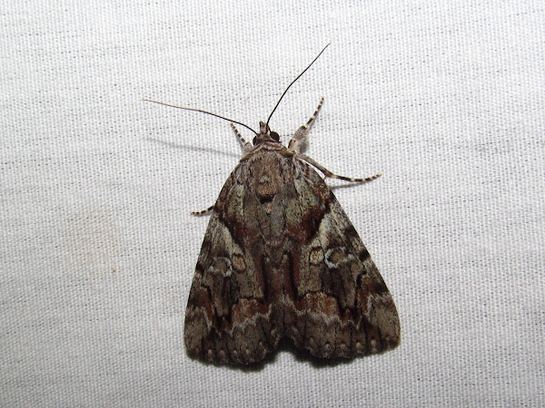 Charming Underwing | Project Noah