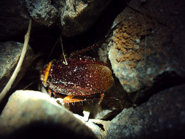 American cockroach | Project Noah