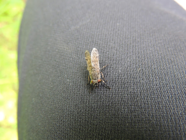 Common Horse Fly | Project Noah