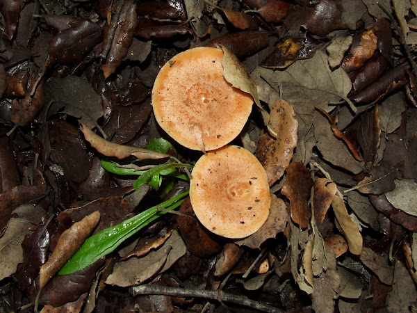 Yellowdrop Milkcap | Project Noah