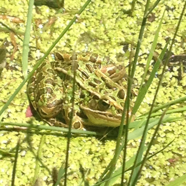 Northern leopard frog | Project Noah