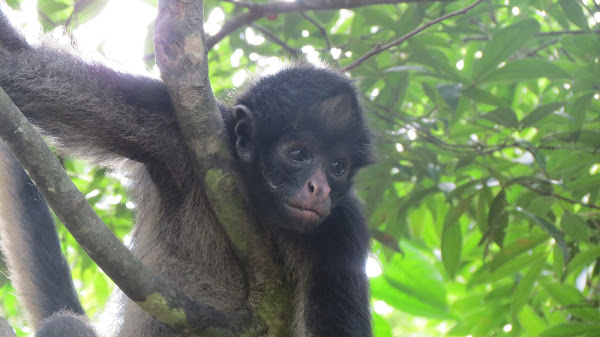 Spider Monkey | Project Noah