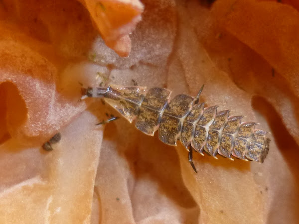 Firefly(larvae) | Project Noah