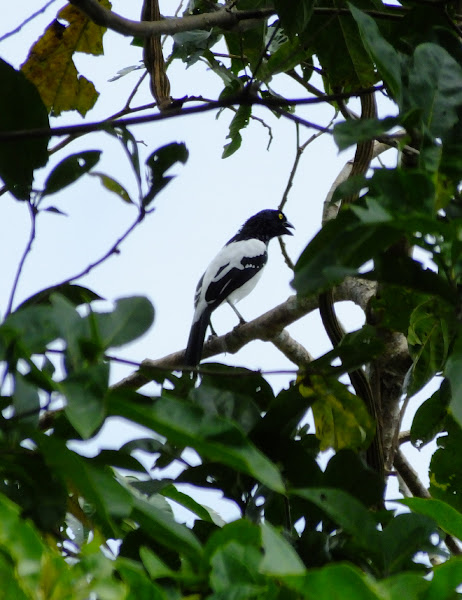 Magpie Tanager | Project Noah