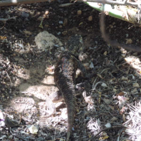 Spiny Lizard | Project Noah