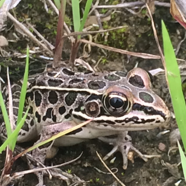 Northern leopard frog | Project Noah