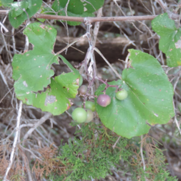 Mustang Grape | Project Noah