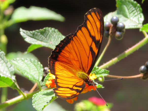 Juno Longwing | Project Noah