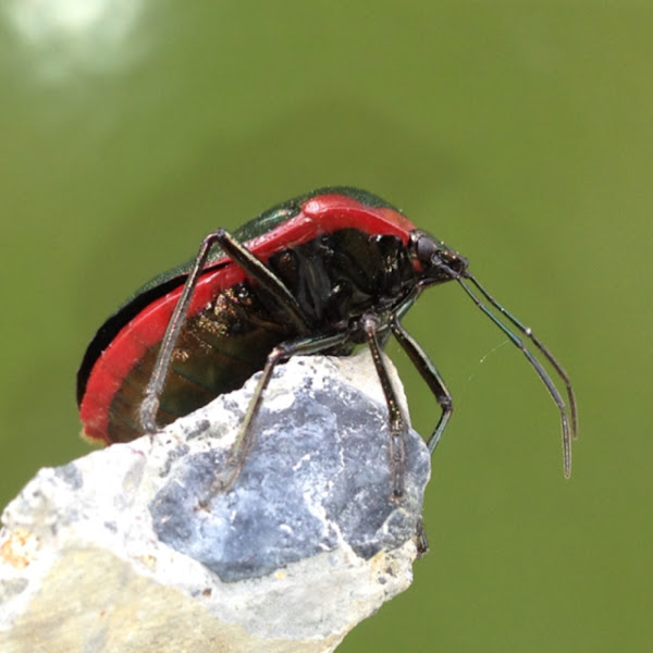 Shieldbug/Stinkbug | Project Noah