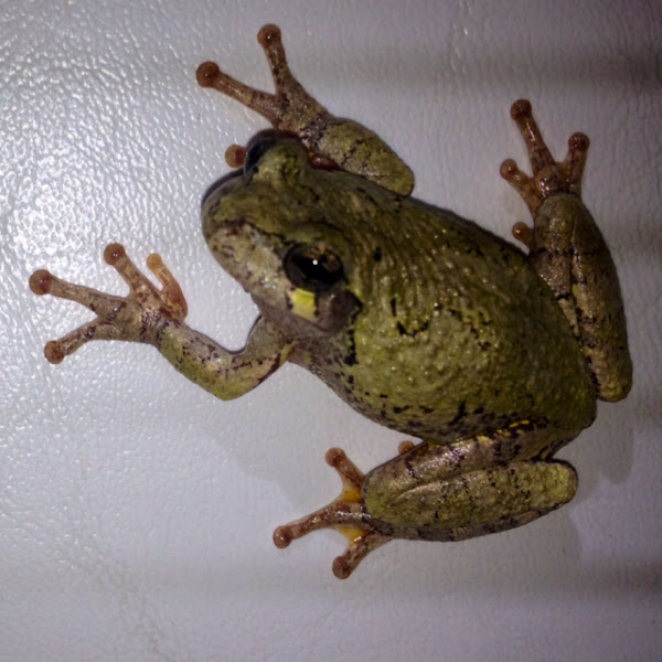 Cope's Gray Treefrog/Gray Treefrog | Project Noah