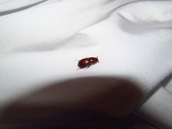 June Bug | Project Noah