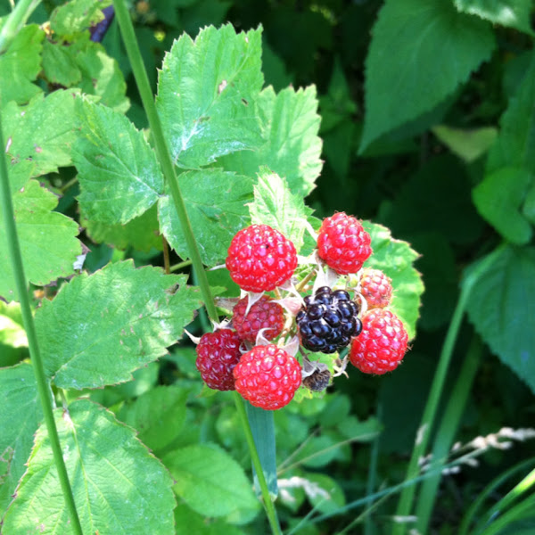 Wild Blackberries | Project Noah