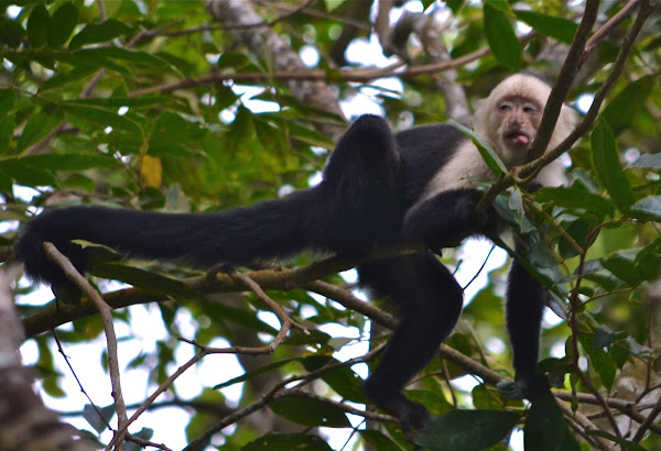 White-Headed Capuchin Monkey | Project Noah