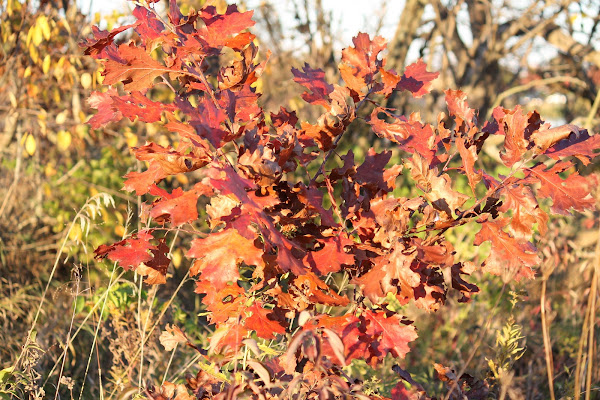 red oak | Project Noah