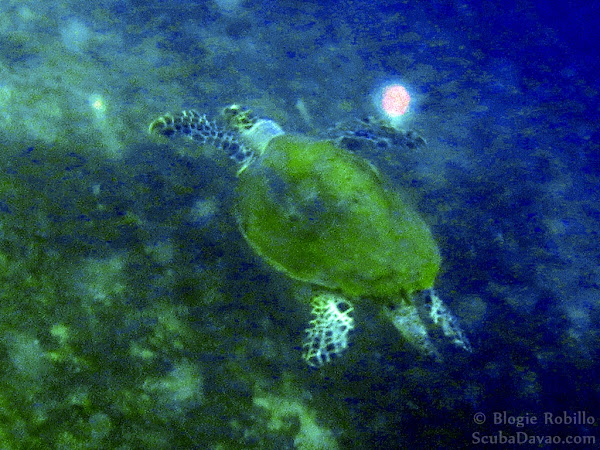 Hawksbill Turtle | Project Noah
