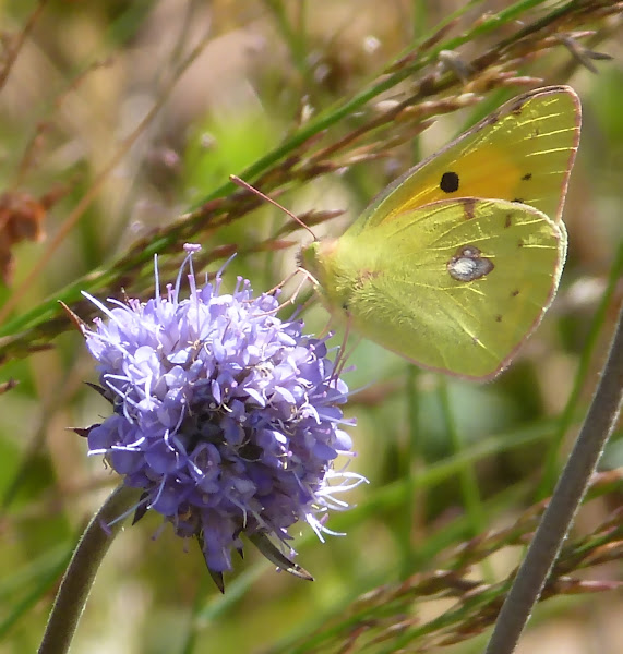Clouded Yellow | Project Noah