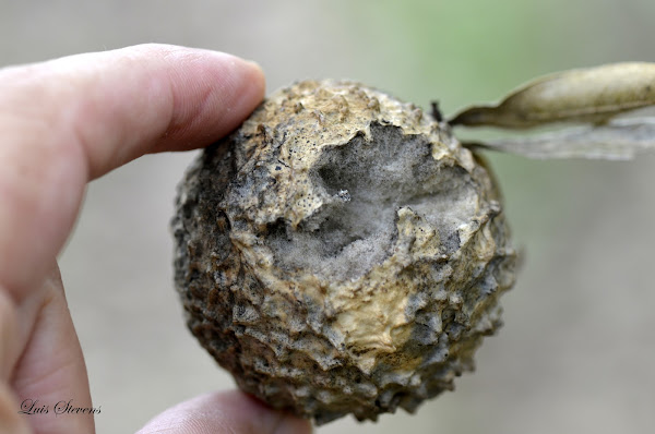 Oak gall | Project Noah