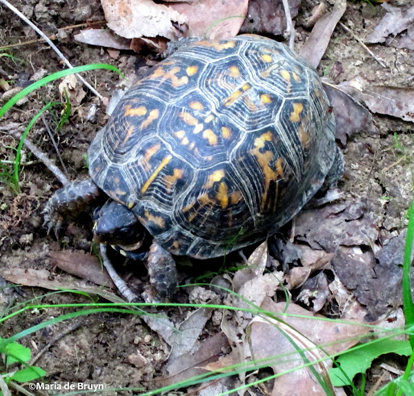 Eastern box turtle | Project Noah