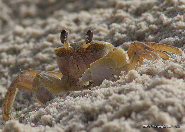 Ghost Crab | Project Noah