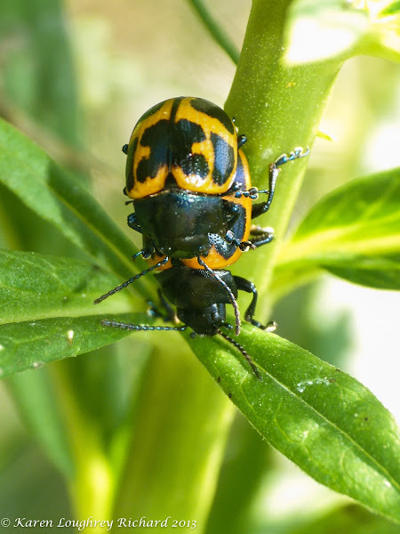 Milkweed leaf beetles (mating) | Project Noah