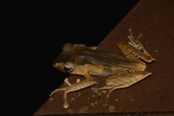 File-Eared Tree Frog / Borneo Eared Frog | Project Noah