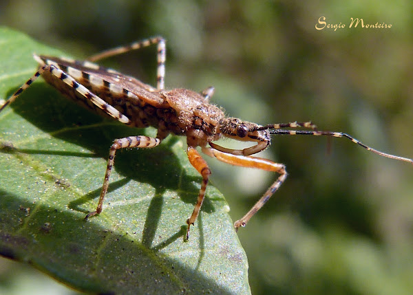 Assassin bug | Project Noah