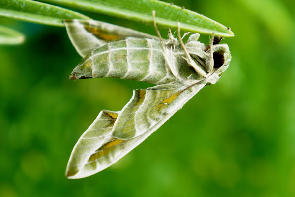 Oleander Hawk-moth or Army Green Moth (Female) | Project Noah